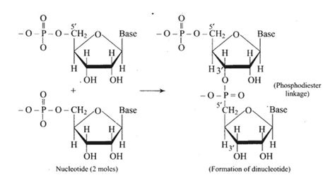 Answered Dinucleotide Is Obtained By Joining Two Bartleby