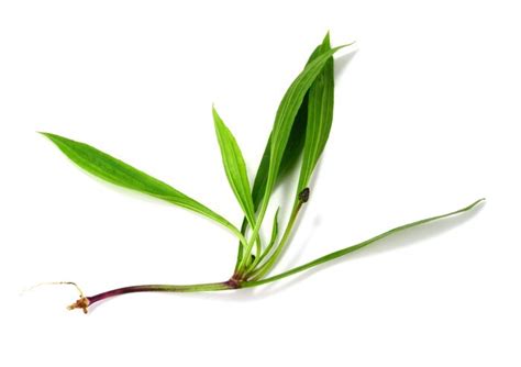 Plantago Lanceolata Medicinal Herbal Plant Also Known As Ribwort