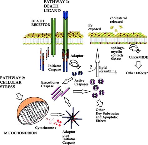 Apoptotic Pathways Leading To Caspase Activation Loss Of Plasma Download Scientific Diagram