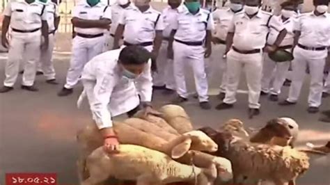 Narada Scam Probe Protest With Sheep In Front Of Raj Bhavan Case