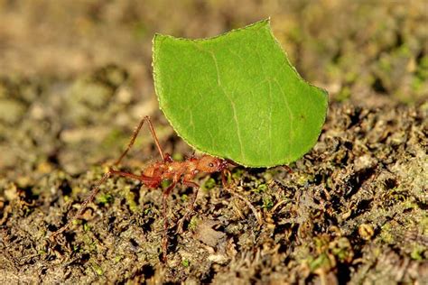 How To Get Rid Of Leaf Cutter Ants Easy Working Methods Fallsgarden