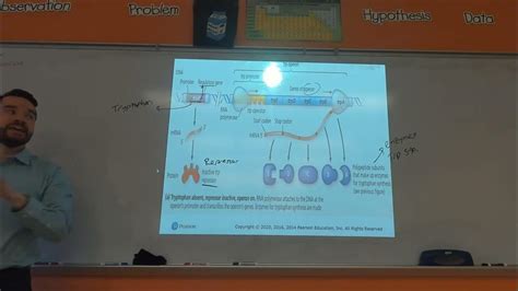 15 1 Operons Youtube