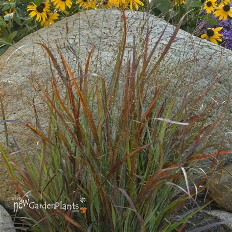 Panicum Cheyenne Sky Ppaf Red Switch Grass New Garden Plants