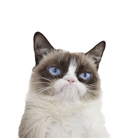 Collection Of Png Grumpy Cat Pluspng