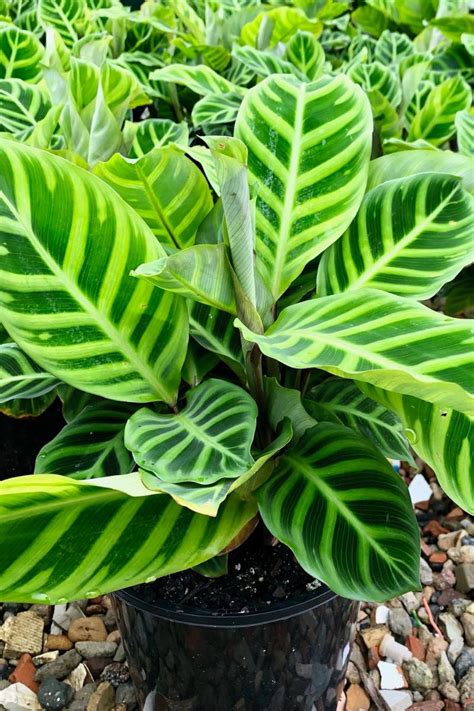 Calathea Zebrina Andreasens Green