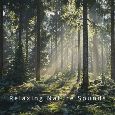 Essential Forest Whisper Natures Sleep Companion Von Relaxing Nature