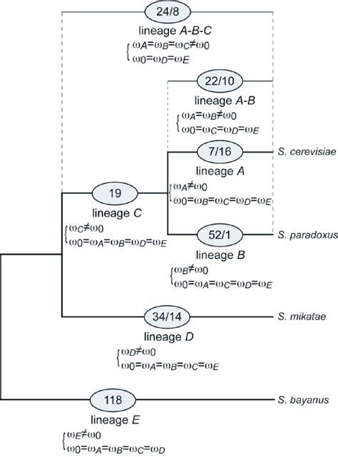 The Evolutionary Models Tested In The Likelihood Ratio Tests And The