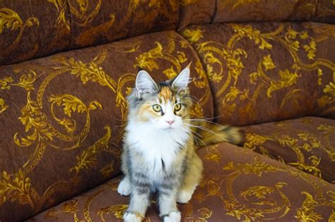 거 대 한 메인 쿤 고양이 메인 에코 온 고양이 집에서 뿌 렙 고양이의 번 식 Cat Café에 대한 스톡 사진 및 기타 이미지