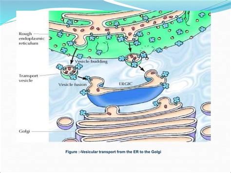 Protein Sorting And Targeting Ppt
