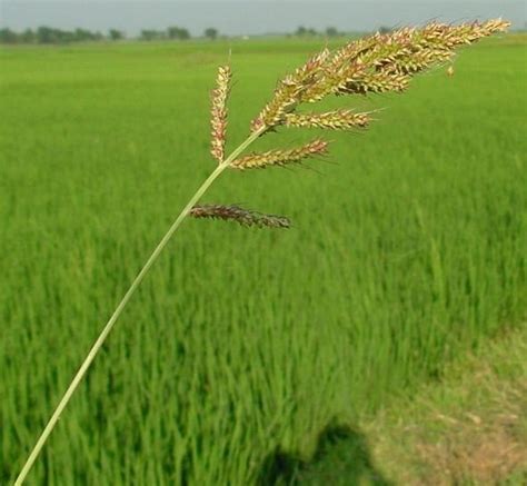 Controle Manejo Integrado De Plantas Daninhas No Arroz Irrigado
