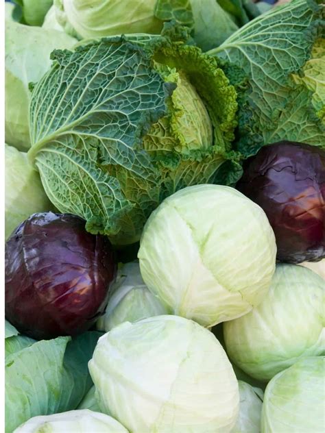 Discover 10 Cabbage Varieties New Salads With Anastasia