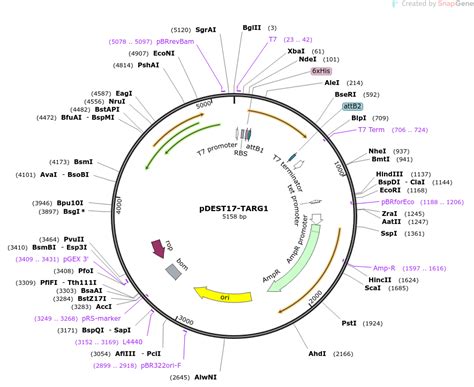 Addgene Pdest17 Targ1