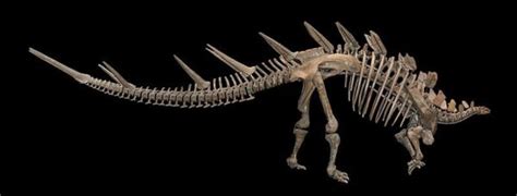 Kentrosaurus The Spiky Dinosaur Of The Late Jurassic Era