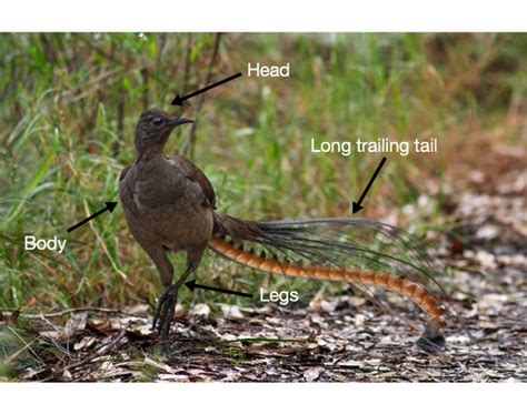 Superb Lyrebird Year 11 Biology