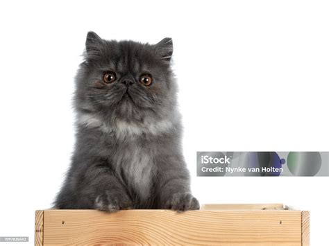귀여운 검은 연기 페르시아 고양이 고양이 나무 상자에 서 가장자리에 발 큰 둥근 갈색 눈으로 카메라에서 바로 찾고 흰색 배경에