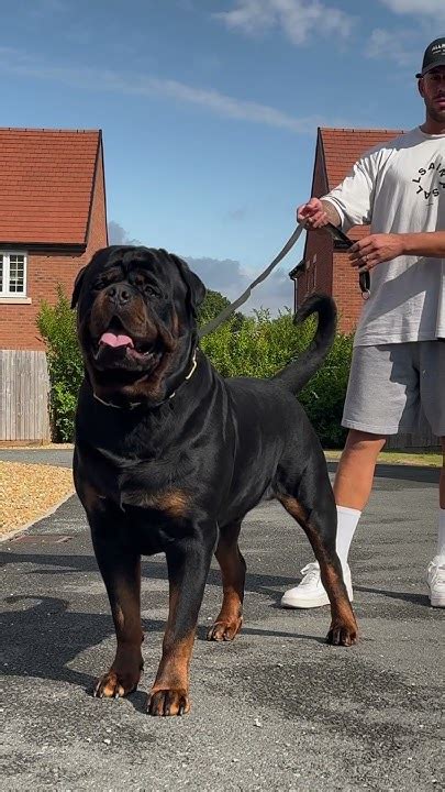 مناجمل الكلاب الرود وبس Youtube