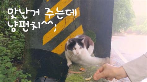 구름 바람 고양이들 148화 길고양이 모리에게 할큄 당한 구름언니 젖 먹는 세 아기냥 마당고양이 가족 집고양이 어미고양이 새끼고양이 이웃집 강아지 길고양이
