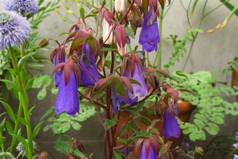 Plantas Y Flores Symphyandra Wanneri