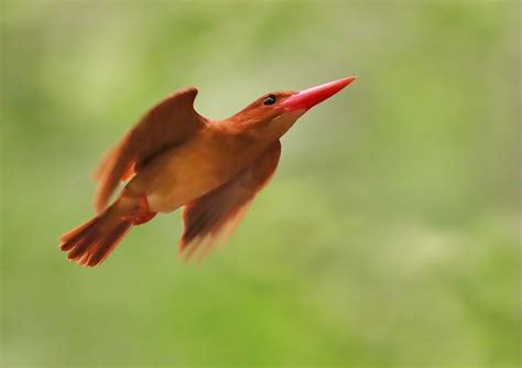 令和元年のアカショウビン Ⅳ GANREF
