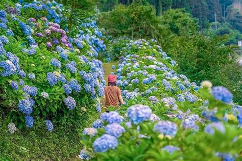 Top 5 vườn hoa cẩm tú cầu Đà Lạt đẹp mê ly hút hồn du khách