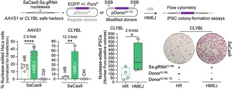 Genome Editing Combining Plasmid Donors With Regular Hr Or Modified