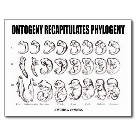 Ontogeny Recapitulates Phylogeny E Words Words Biology