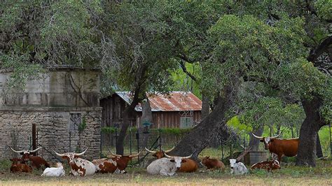 Largest Farm Explosion On Document Kills 18000 Cows In Texas Embrace