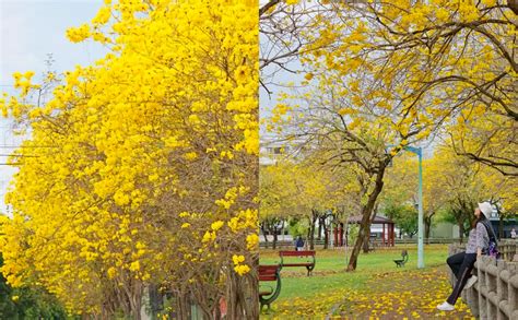 中南部「黃花風鈴木」即時花況曝光！長達5公里黃金大道、最美公園滿炸 玩咖playing 自由電子報 透視全球報導｜雜誌社