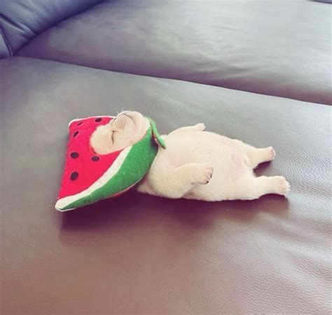 What I Have Been On Quite Recently In 2025 Very Cute Puppies Pibble