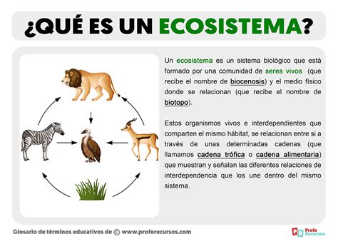 Ecosistema Definicion Estructura Y Tipos Bilarasa