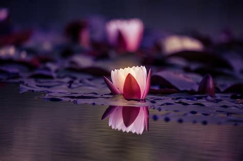자연 연못에서 성장하는 아름다운 밝은 분홍색 수련 물 꽃과 다채로운 여름 풍경 0명에 대한 스톡 사진 및 기타 이미지 0명
