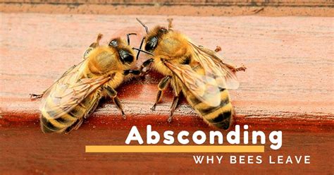 What Is Absconding In Honey Bees Carolina Honeybees Bee Keeping