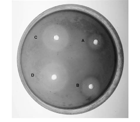 Cas Agar Diffusion Casad Assay To Demonstrate Leadenhanced