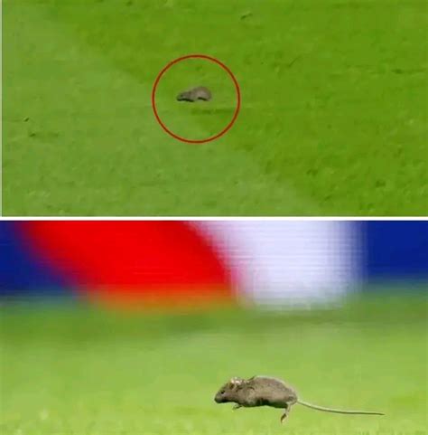 Schatten Im Stadion Mögliche Rattenplage Im Robert Schlienz Stadion