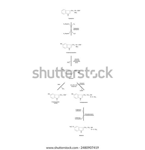 Diagram Showing Biosynthesis Melatonin Tryptophan Via Stock Vector Royalty Free 2480907419