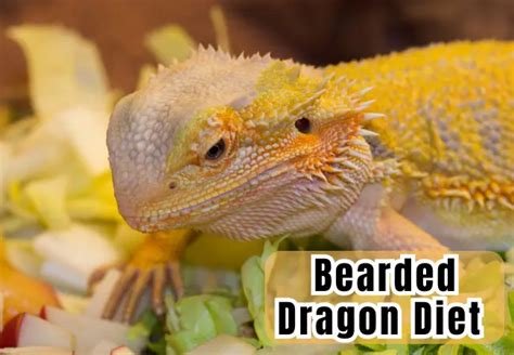 Bearded Dragon Diet Demystified Essential Feeding Guidelines