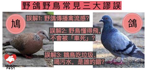 香港救援鳩鴿及雀鳥 Media And News — Hong Kong Pigeon And Dove Rescue