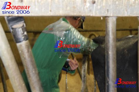 China Cattle Pregnancy Test Equipment Ultrasound Scanner Vet