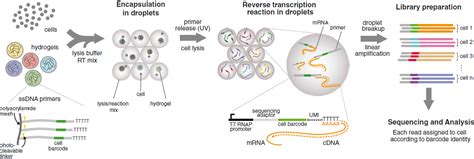 Scrna Seq 技术介绍 Chen Dianyu