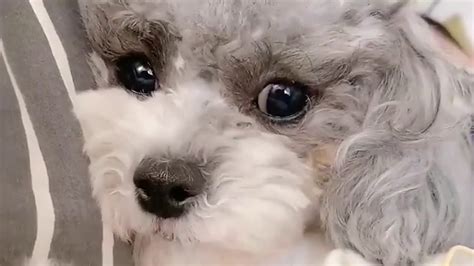 泰迪可爱迷人的样子！ Youtube