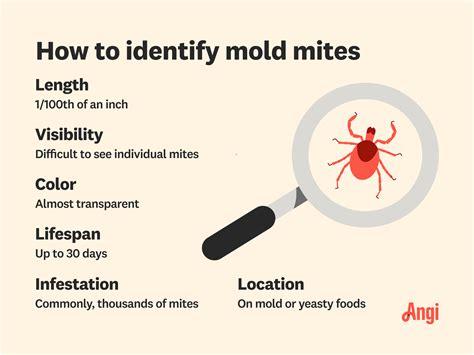 What Are Mold Mites And How Do You Eliminate Them Angi