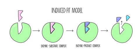 Enzymes Induced Fit Model