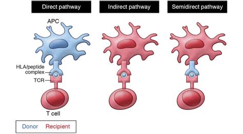 JCI Alloimmune T Cells In Transplantation
