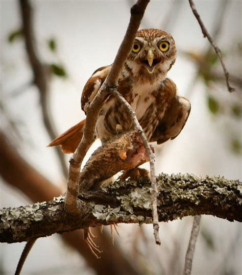 Tecolote Bajeño En Colima México Aves Colima México
