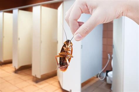 Premium Photo Hand Holding Brown Cockroach On Public Toilet