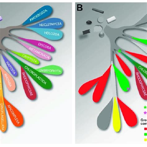 Diversity Of Algae Within The General Eukaryotic Diversity Many Groups