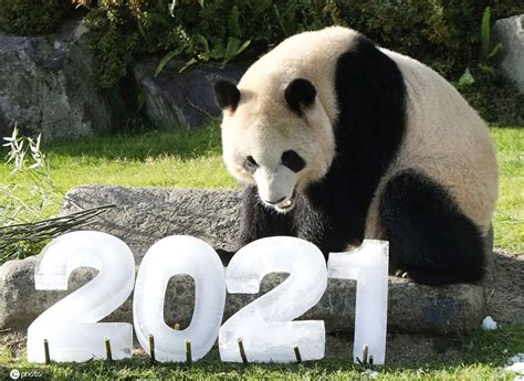 旅日大熊猫彩浜迎新年与2021字样冰块合影 搜狐大视野 搜狐新闻
