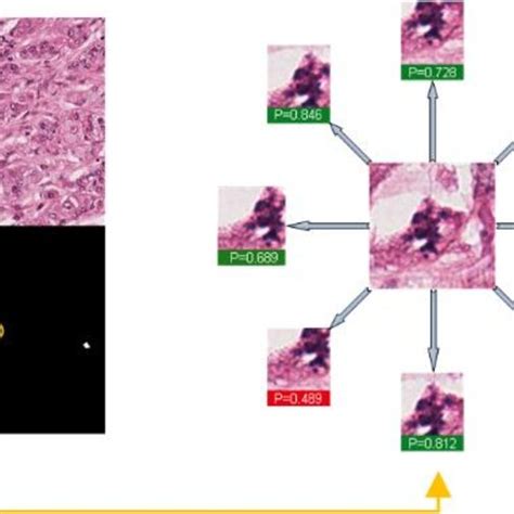 An Example Of Classifier Filtering Download Scientific Diagram