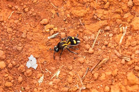 Witch Ant Or Velvet Ant Symutilla Occidentalis Despite Looking Like