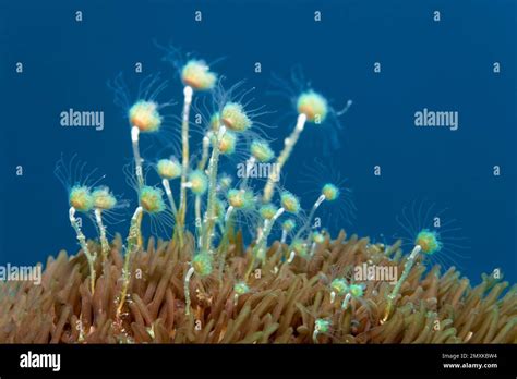 Hydrozone Hydroid Hydrozoa Banda Sea Pacific Ocean Saparua